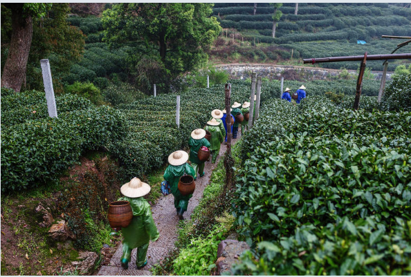 LANKA TEA